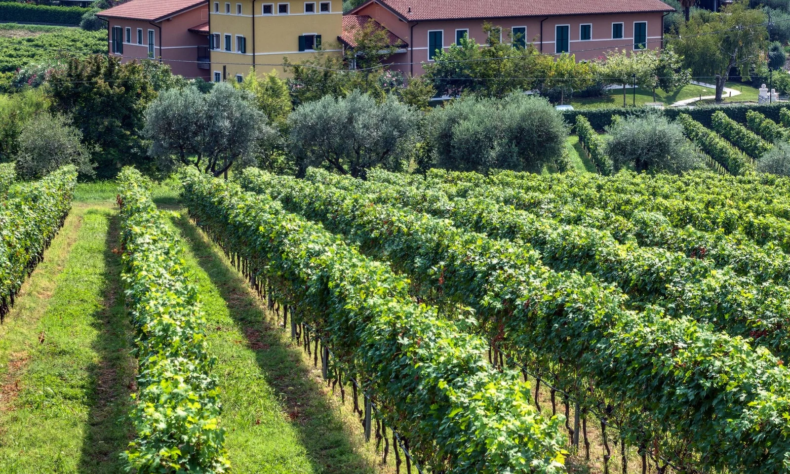 Tenuta di Palu